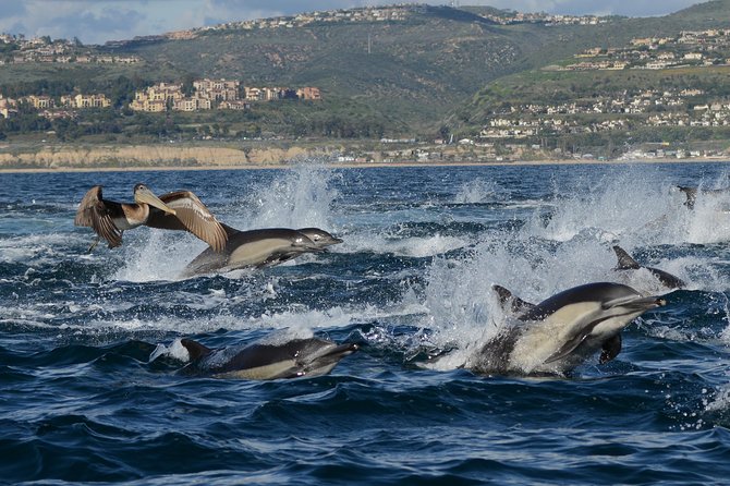 Whale-Watching Cruise from Newport Beach - FAQ