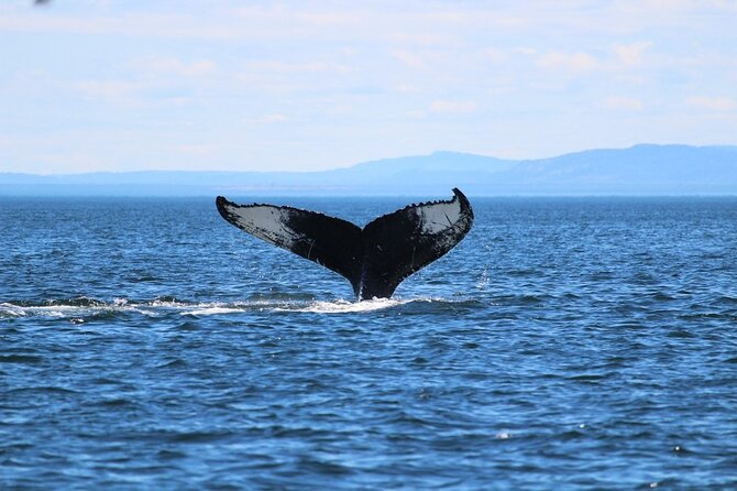 Whale Watching Cruise in Honolulu - What Makes This Whale Watching Tour Stand Out