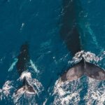 Whale Watching Cruise in Honolulu - The Itinerary and Experience