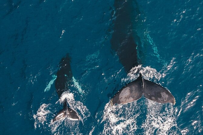 Whale Watching Cruise in Honolulu - The Itinerary and Experience