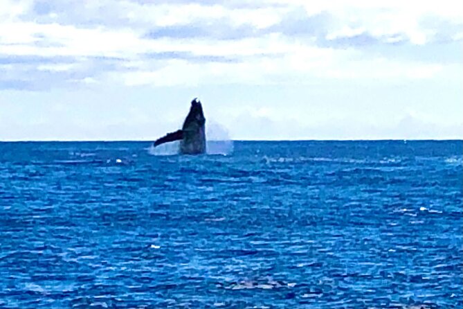 Whale Watching Cruise in Honolulu - The Good, the Not-So-Good, and the Realities