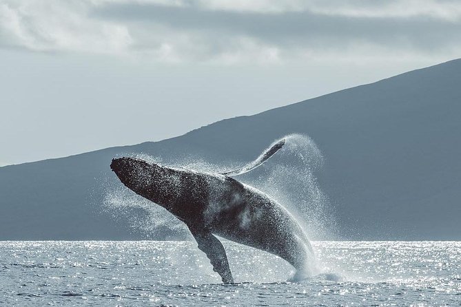Whale Watching Cruise with Open Bar from Ka'anapali Beach - An In-Depth Look at the Maui Whale Watching Cruise