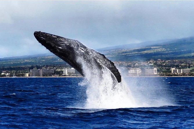 Whale Watching Cruise with Open Bar from Ka'anapali Beach - Why This Tour Stands Out
