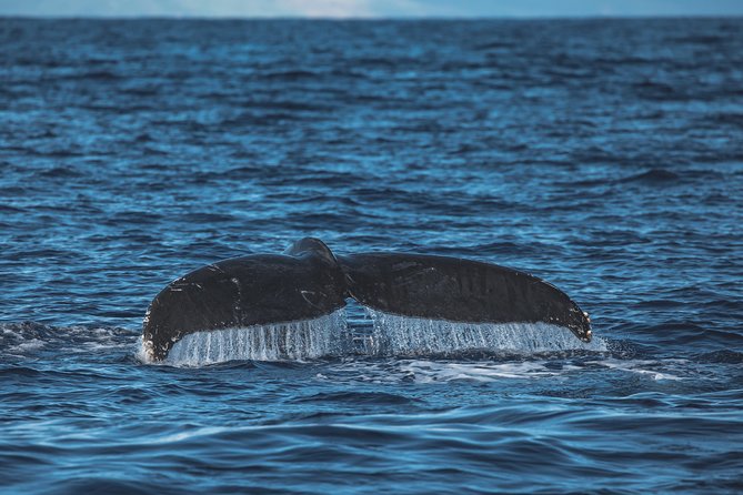Whale Watching Cruise with Open Bar from Ka'anapali Beach - FAQ