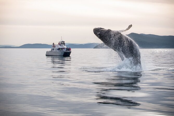 Whale Watching + Deception Pass Tour from Seattle - Key Points