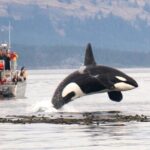 Whale Watching + Deception Pass Tour from Seattle - Why This Tour Stands Out