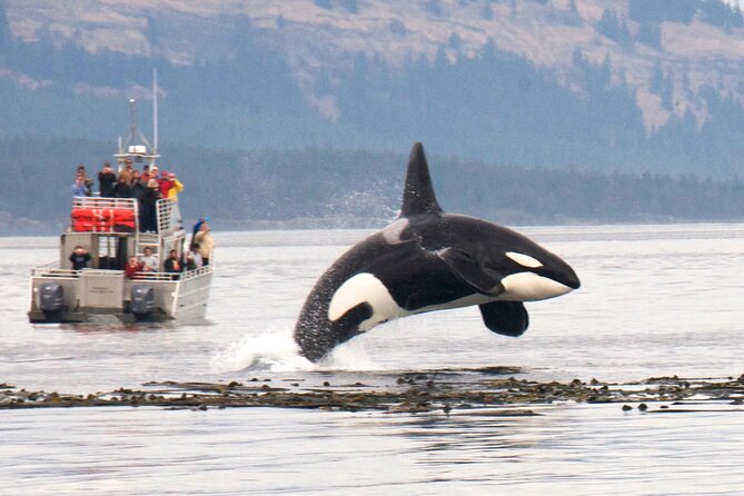 Whale Watching + Deception Pass Tour from Seattle - Why This Tour Stands Out