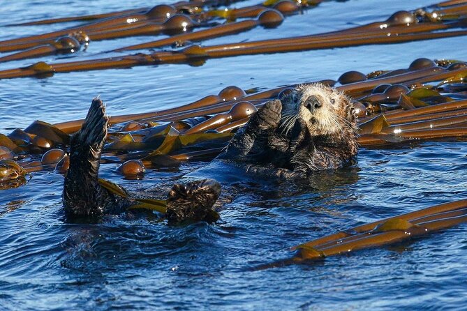 Whale Watching + Deception Pass Tour from Seattle - Transportation & Group Size: Making It Comfortable and Intimate