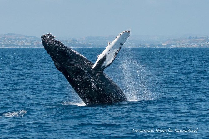 Whale Watching Excursion in Dana Point - A Deep Dive into the Dana Point Whale Watching Experience