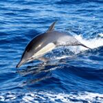 Whale Watching Excursion in Dana Point - Who Should Consider This Tour?