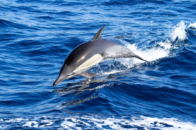 Whale Watching Excursion in Dana Point - Who Should Consider This Tour?