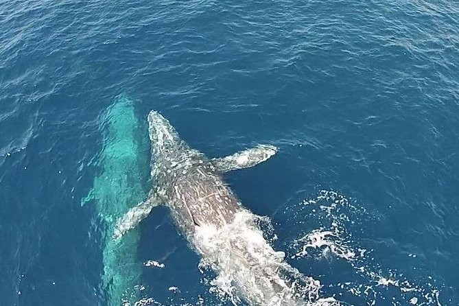 Whale Watching Excursion in Dana Point - Final Thoughts