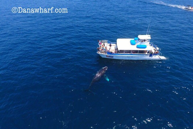 Whale Watching Excursion in Dana Point - FAQ