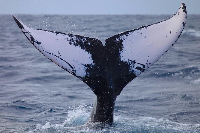 Whale Watching Expedition on Kauai - What Makes This Tour Stand Out