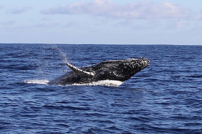 Whale Watching Expedition on Kauai - Authentic Insights from Past Travelers