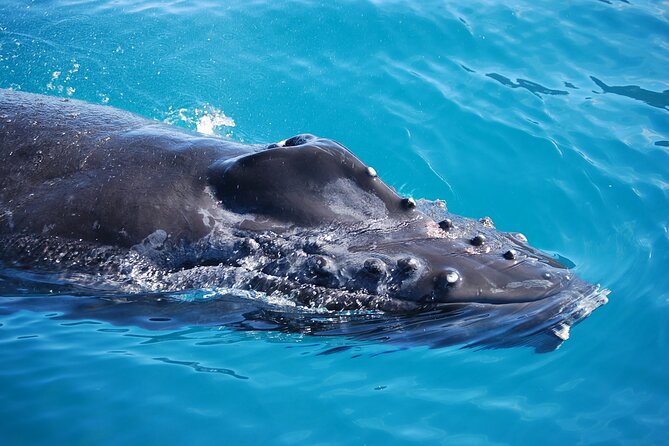 Whale Watching Expedition on Kauai - Who Should Book This Tour?