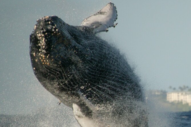 Whale Watching Expedition on Kauai - Practical Considerations
