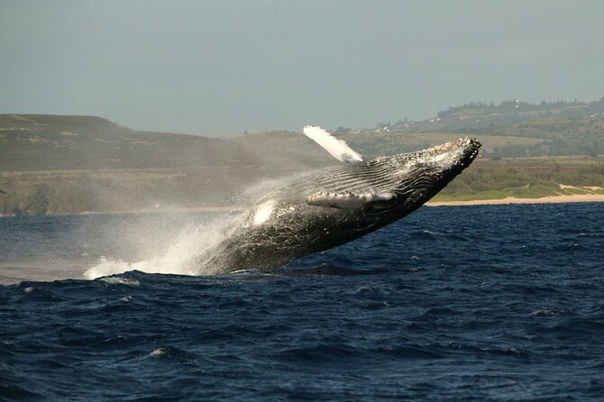 Whale Watching Expedition on Kauai - Final Thoughts