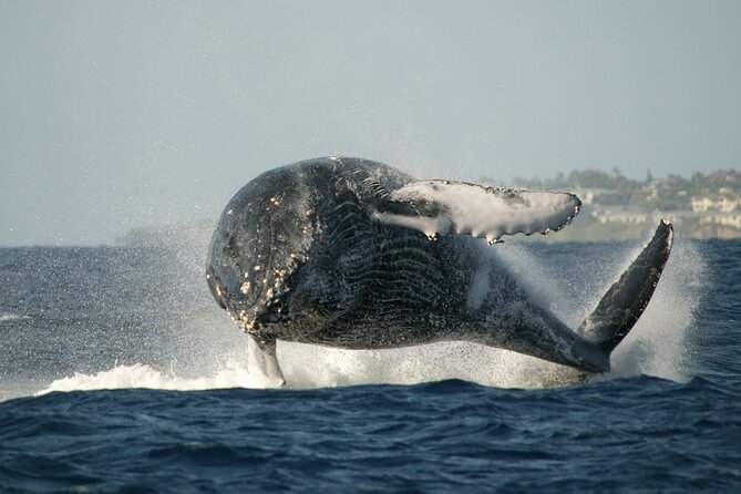 Whale Watching Expedition on Kauai - FAQ
