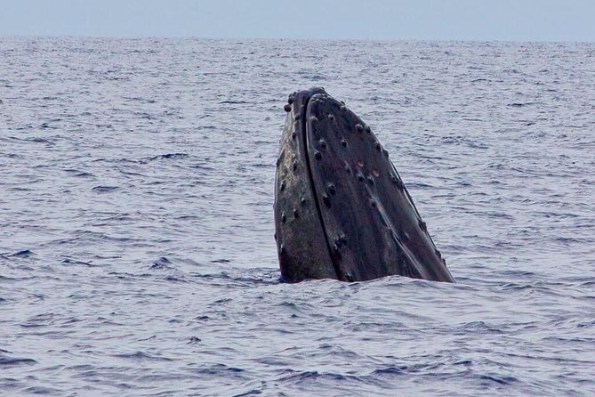 Whale Watching Experience - The Experience in Detail
