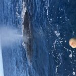 Whale Watching Experience - Why This Tour Offers Great Value
