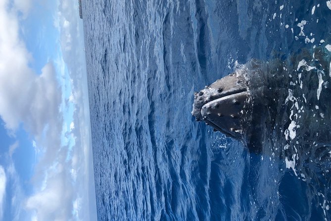 Whale Watching Experience - FAQs