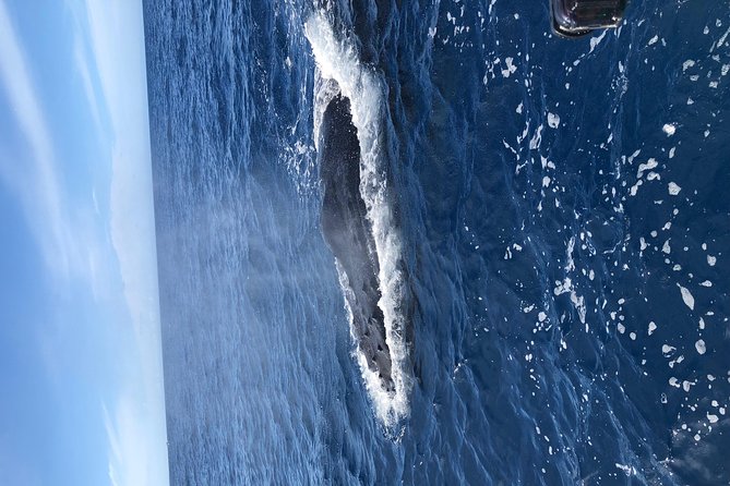 Whale Watching Experience - Final Thoughts