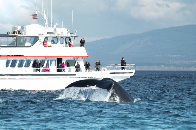 Whale Watching from Friday Harbor - Key Points: