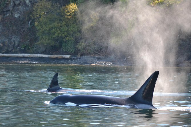Whale Watching from Friday Harbor - An In-Depth Look at the Itinerary
