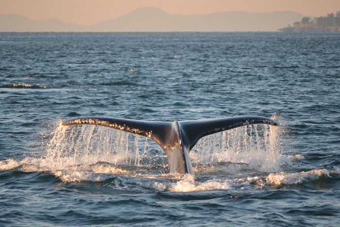Whale Watching from Friday Harbor - What the Reviews Say