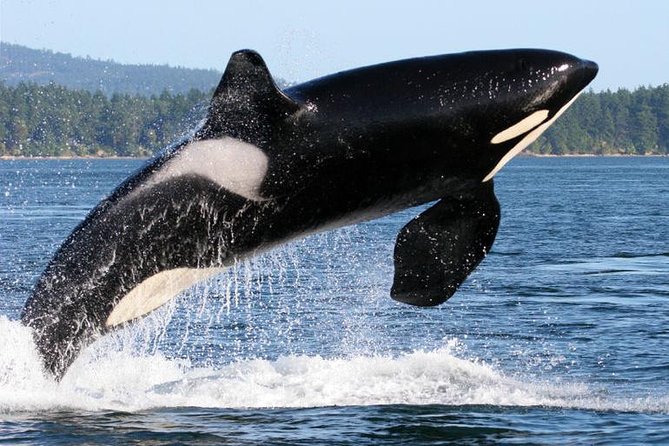 Whale Watching from Friday Harbor - The Sum Up: Is This Tour Right for You?