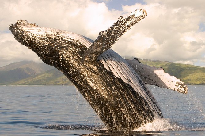Whale Watching from Ma'alaea Harbor - Why Choose the Whale Watching from Maalaea Harbor?