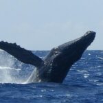 Whale Watching from Ma'alaea Harbor - Detailed Breakdown of the Tour Experience