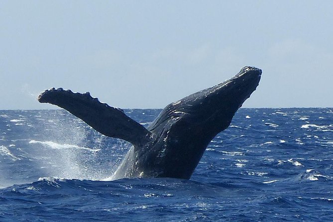 Whale Watching from Ma'alaea Harbor - Detailed Breakdown of the Tour Experience