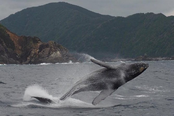 Whale Watching from Ma'alaea Harbor - What Travelers Say