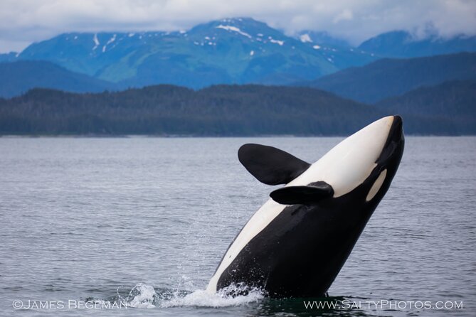 Whale-watching, Icy point, Hoonah , whales, Orca, killer-whales. - Why This Tour Offers Great Value