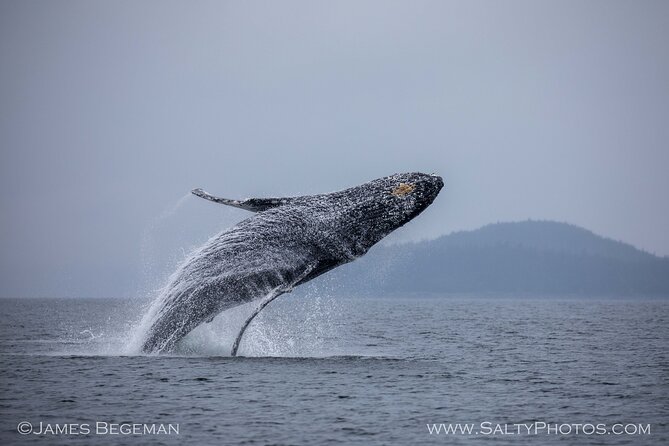 Whale-watching, Icy point, Hoonah , whales, Orca, killer-whales. - Final Thoughts: Is This Tour for You?