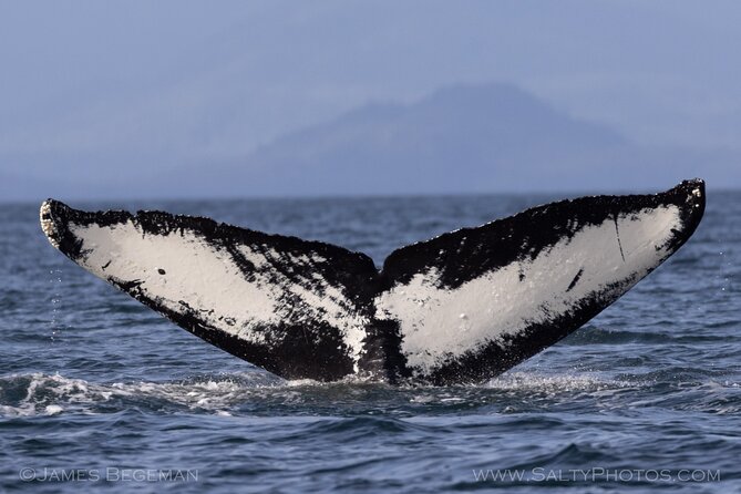 Whale-watching, Icy point, Hoonah , whales, Orca, killer-whales. - Frequently Asked Questions
