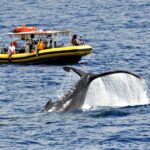 Whale Watching Maui: 2-Hour Small Group Raft Tour from Lahaina - Why Choose This Whale Watching Tour?