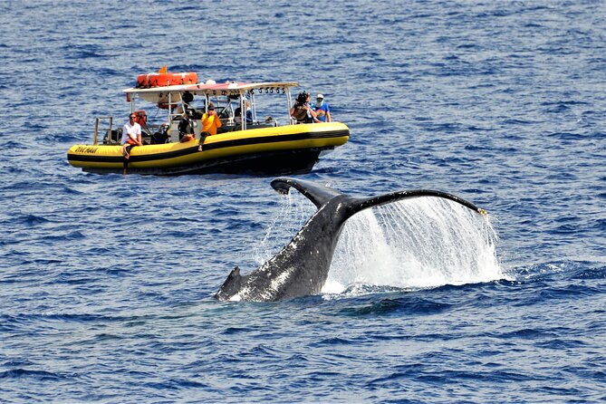 Whale Watching Maui: 2-Hour Small Group Raft Tour from Lahaina - Why Choose This Whale Watching Tour?