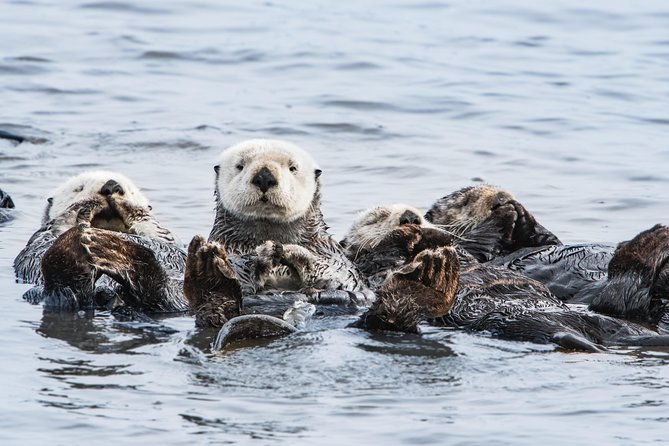Whale Watching Monterey Bay semi-private limited to 6 people max - What makes this whale watching tour stand out?