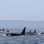 Whale Watching Monterey Bay semi-private limited to 6 people max - What’s included and what to bring