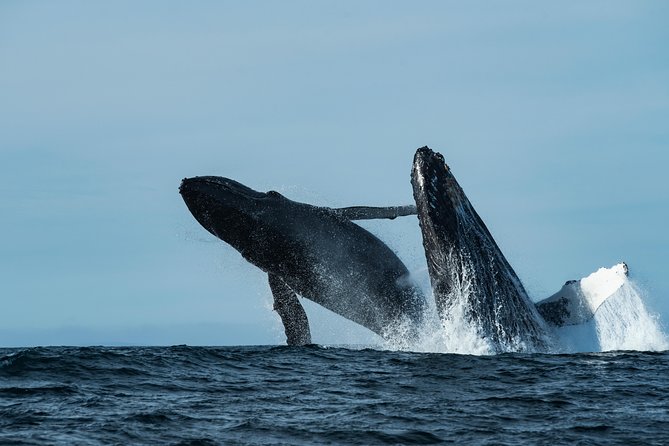 Whale Watching Monterey Bay semi-private limited to 6 people max - Practical details: timing, price, and booking