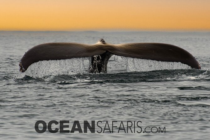 Whale Watching Monterey Bay semi-private limited to 6 people max - Considerations for travelers
