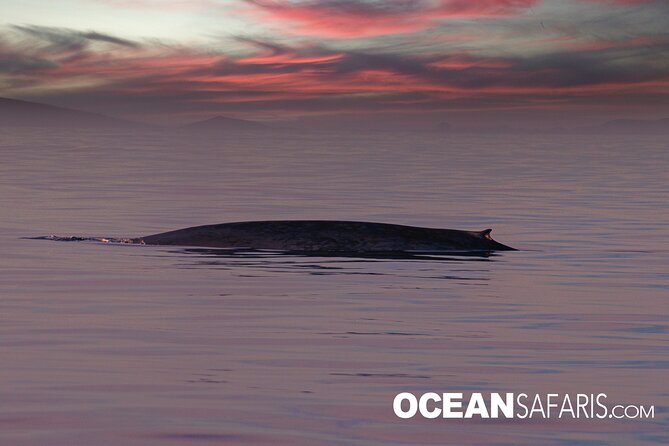 Whale Watching Monterey Bay semi-private limited to 6 people max - Authentic insights from reviews
