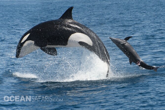 Whale Watching Monterey Bay semi-private limited to 6 people max - Final thoughts: who should book this tour?