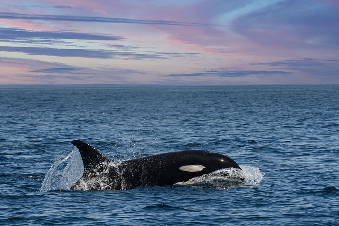 Whale Watching Monterey Bay semi-private limited to 6 people max - FAQ