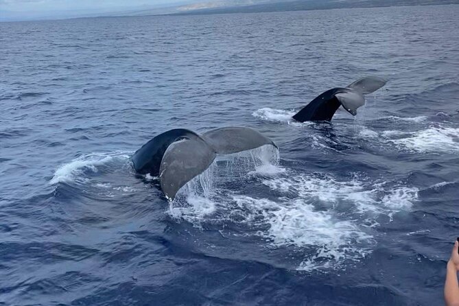 Whale Watching on Big island - Key Points