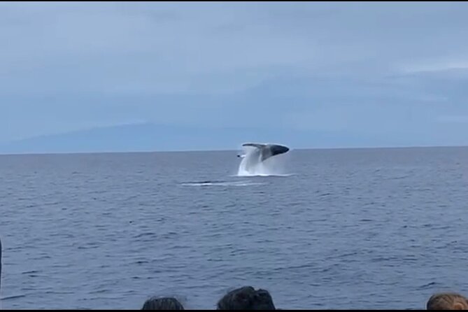 Whale Watching on Big island - What to Expect on Your Whale Watching Tour