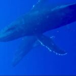 Whale Watching on Big island - The Group Size and Atmosphere